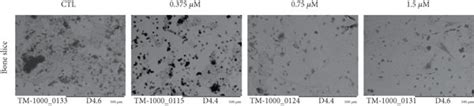 Rr Inhibits Rankl Induced Osteoclast Formation In Vitro A The