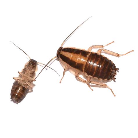 German Cockroach Identification And Behavior Anderson Pest Solutions