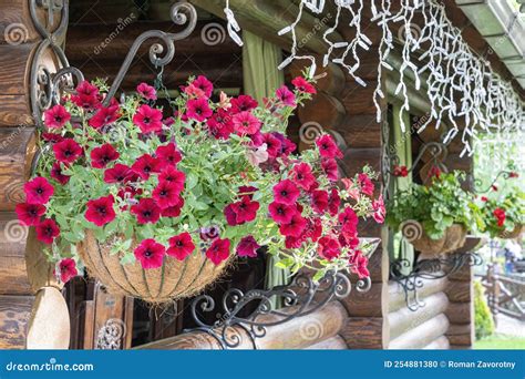 Hermosas Macetas De Flores De Clausura Decoran La Casa Foto De Archivo