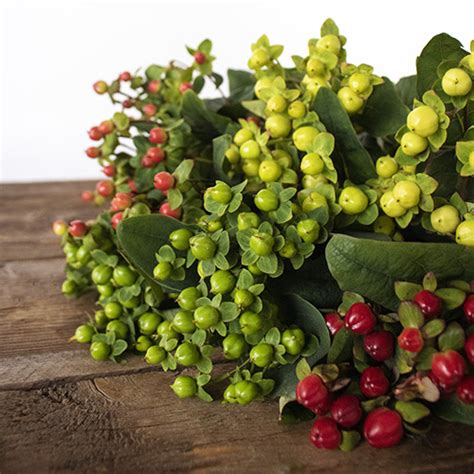 Hypericum Berries Assorted Colors Diy Wedding Flowers Fiftyflowers