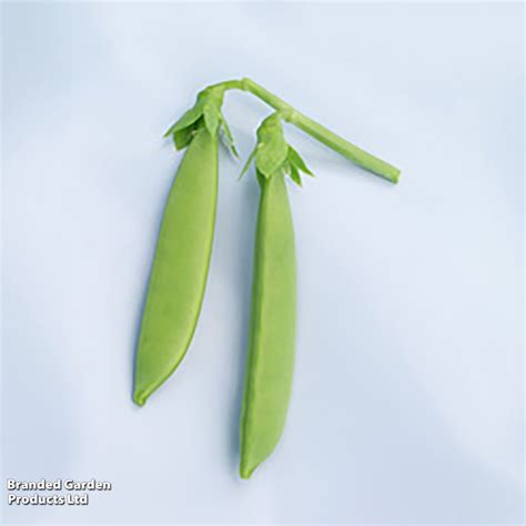 Pea Sugar Force Mangetout Seeds
