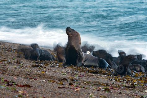 Sea Lion On The Beach Blur Move Effect Stock Photo At Vecteezy