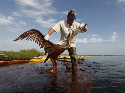 Animals Hurt By Gulf Oil Spill