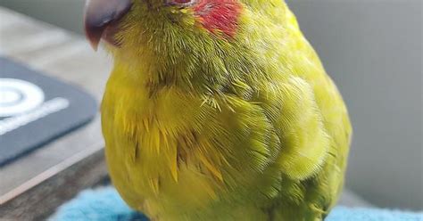 Isnt Kiwi My Red Crowned Kakariki The Cutest Album On Imgur