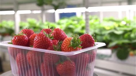 Vertical Farming Youtube