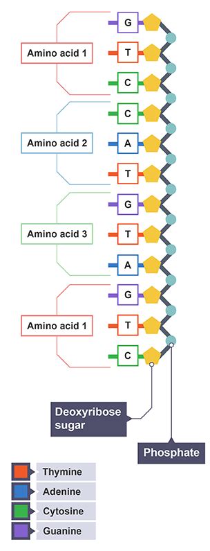 What Are Chromosomes Genes And Dna In Gcse Biology Bbc Bitesize
