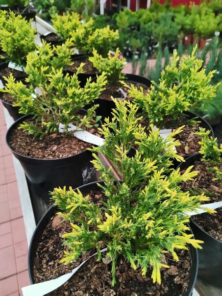 . Можжевельник горизонтальный Лайм Глоу (Juniperus horizontalis Lime ...