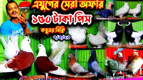এযুগের সেরা অফার মাত্র ১৫০টাকা পিস কবুতর বিক্রি খুবই সীমিত দামে কবুতর