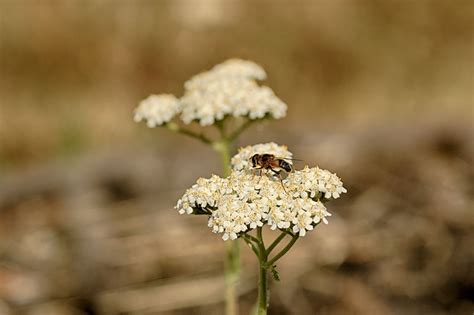 野花 昆虫 Pixabay上的免费照片 Pixabay