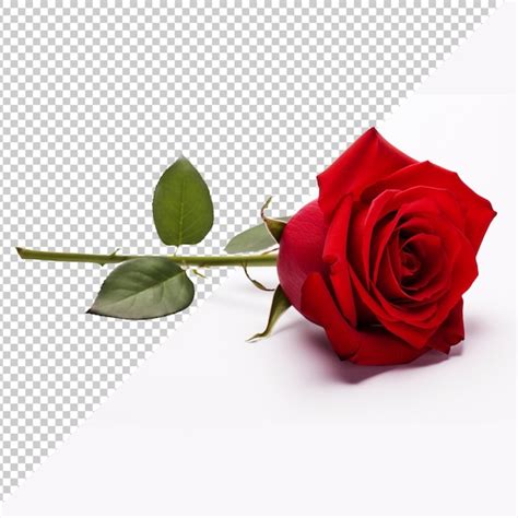 Rosa Isolada Em Fundo Transparente PSD Premium