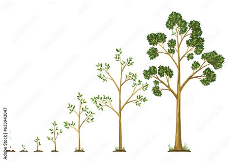 Stages Growth Of Tree From Seed Watering The Seeds From Cloud Rain