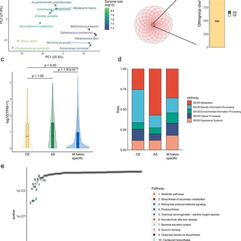 Analysis Of Orthogroups Among Medakamo Hakoo And Other Microalgae A Download Scientific Diagram