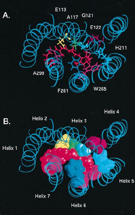 Molecular Model Of Rhodopsin Showing The Relative Orientation Of The