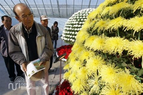 국화작품전시관 명품 국화작품에 관광객 탄성
