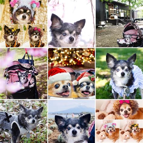 🐶💖 今年も皆様にご覧いただき、フォロー、いいね、お写真のプレゼント、メッセージ、コメントを沢山いただきましてありがとうございました💓 心より