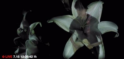 party live streams androp music video projected onto flowers