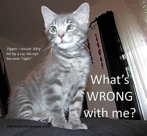 Whats Wrong With Me Paula Renaye