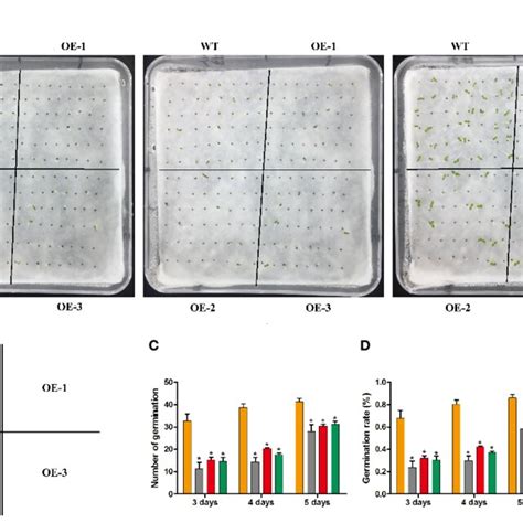 Statistical Analysis Of Seed Germination Rates Of Wt And Manced1