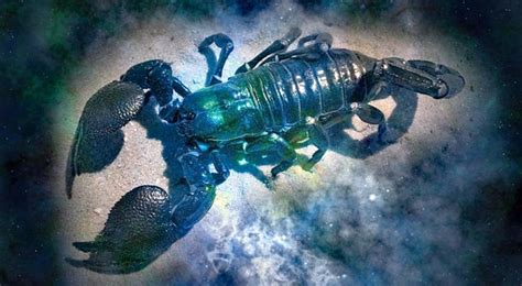 16 Raisons Pour Lesquelles Le Scorpion Est Considéré Comme Lun Des
