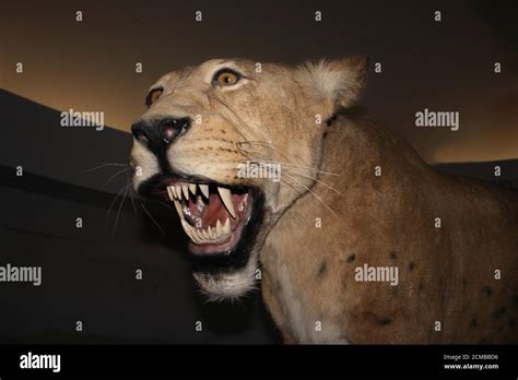 Scimitar Cat Homotherium Serum Saber Toothed Cat Disappeared 10 000