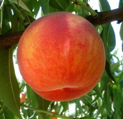 Bursa Yarma Şeftali Fidanı Aşılı 2 Yaş Tüplü 80 Cm Fiyatları Ve Özellikleri