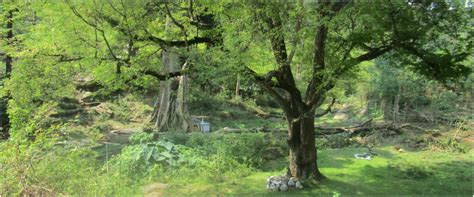 The Adivasi Hamlets Of Aracode Keystone Foundation