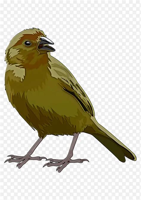 Png Png