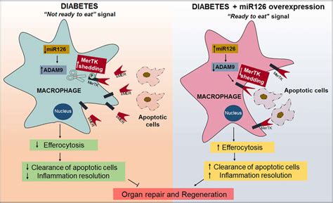 Schematic Representation To Show The Effect Of Diabetes On
