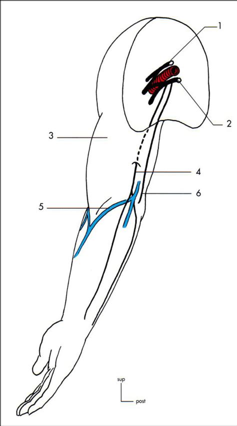 Cours Anatomie Nerf Ulnaire Nerf Cutané Médial Lavant Bras