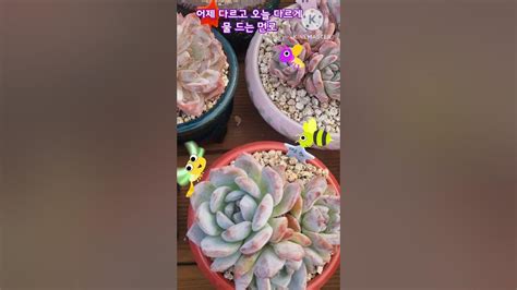 고맙소김호중하루가다르게핑큐핑큐해지는먼로키핑장다육 Youtube