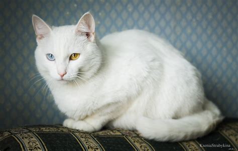 котейка | Пикабу