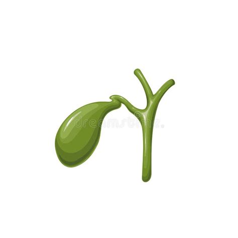 Gallbladder Human Digestive System For Anatomy Study Internal Organ