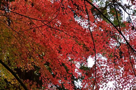 紅葉 王龍寺の季節