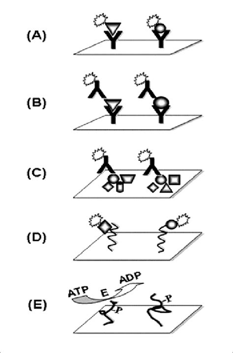 Protein Microarray Assay Formats A And B Represent A Forward Phase Download Scientific