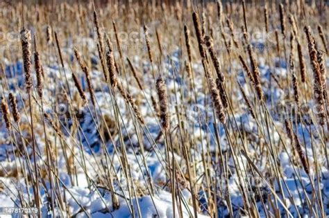 넓은 잎 꼬리 Bulrush 일반적인 Bulrush 일반적인 고양이 꼬리 큰 대수 쿠퍼의 리드 미국에서 토착 식물 종 0명에
