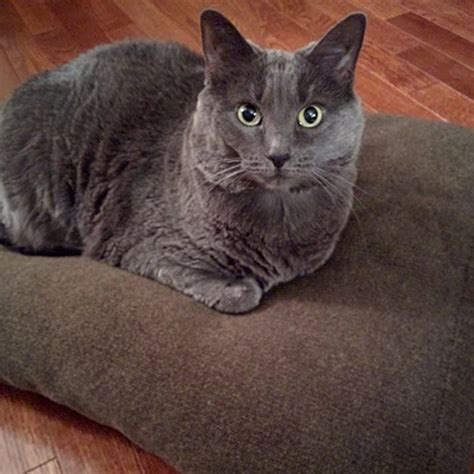 Creating Homemade Cat Bed Hackaday Io