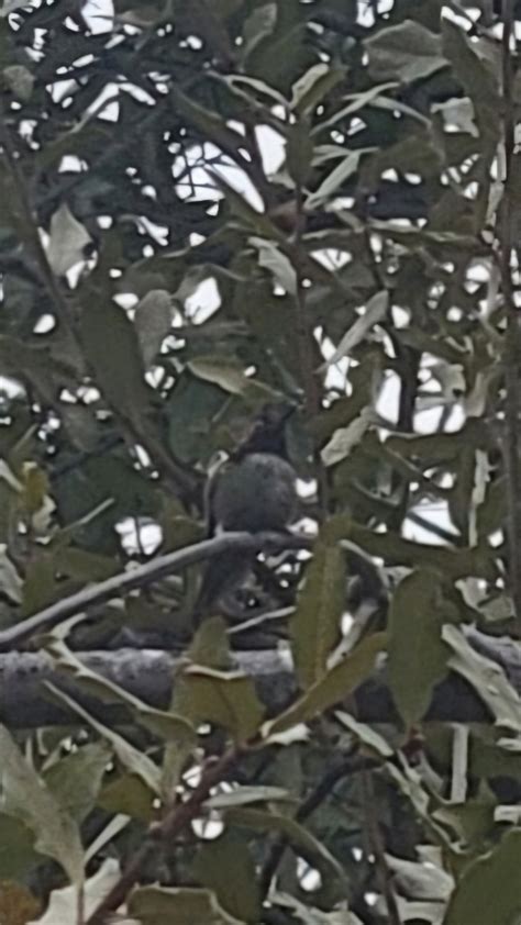 Ml629712992 Annas Hummingbird Macaulay Library