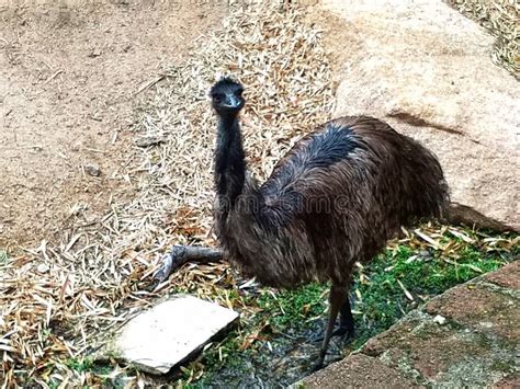 Struts I Den Härliga Västra Centrala Landsdelen Safari Park