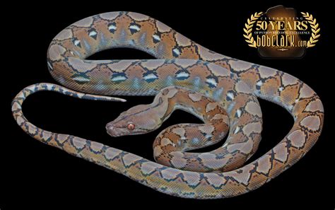 Reticulated Pythons Reticulated Pythons