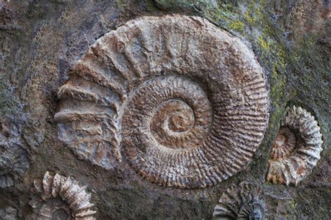 10 Impressive Fossils Discovered In 2022