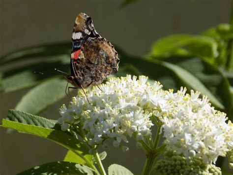პეპელა ანწლის ყვავილზე Butterfly On A Danewort Flower Flickr