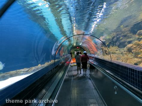 Sharks At Six Flags Discovery Kingdom Theme Park Archive