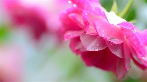 Wallpaper Id 751228 Drops 1080p Pink Roses Water Drops Flower