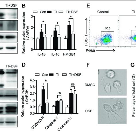 Dsf Inhibited Gsdmd Dependent Cell Pyroptosis And Inflammatory