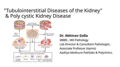 Tubulo Intestial Diseases Pptx Dr Abhinav Golla Mbbs Md Pathology Associate Professor Lab
