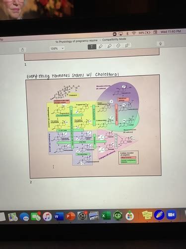 Repro 521 Equine Pregnancy Flashcards Quizlet