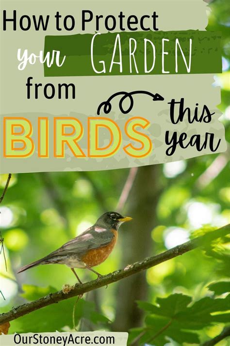 How To Protect Berries From Birds Our Stoney Acres Bird Netting