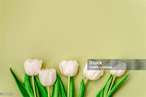 녹색 배경에 섬세한 흰색 튤립 꽃입니다 어머니의 날 봄 컨셉 플랫 레이 상단 보기 복사 공간 0명에 대한 스톡 사진 및 기타 이미지 Istock