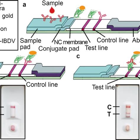Schematic Of A Lateral Flow Assay With Colloidal Gold