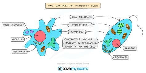 Eukaryotic Organisms Fungi And Protoctists Edexcel Gcse Combined